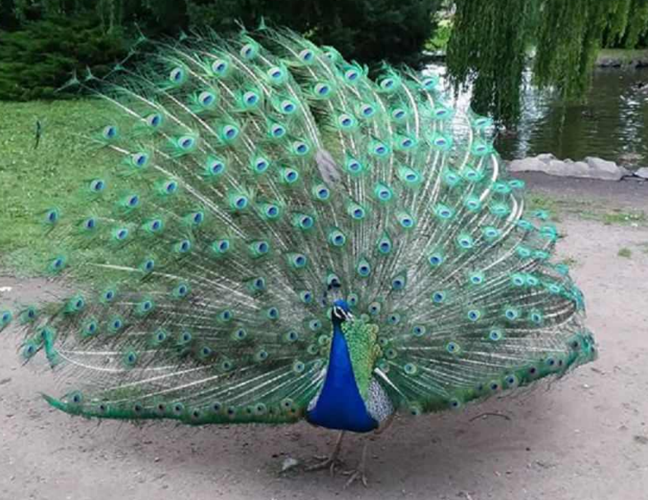 Why Do Birds Display? – birdfriender.net